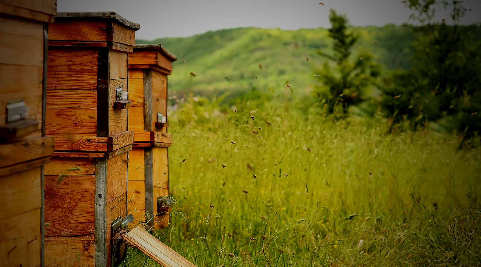 Apiculture
